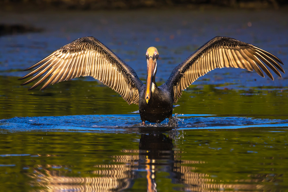 Brown Pelican | The Audubon Birds & Climate Change Report