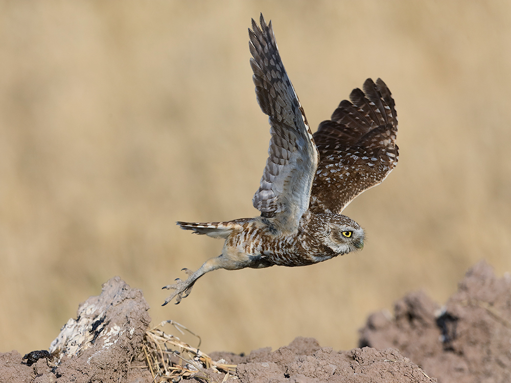 Burrowing Owl | The Audubon Birds & Climate Change Report