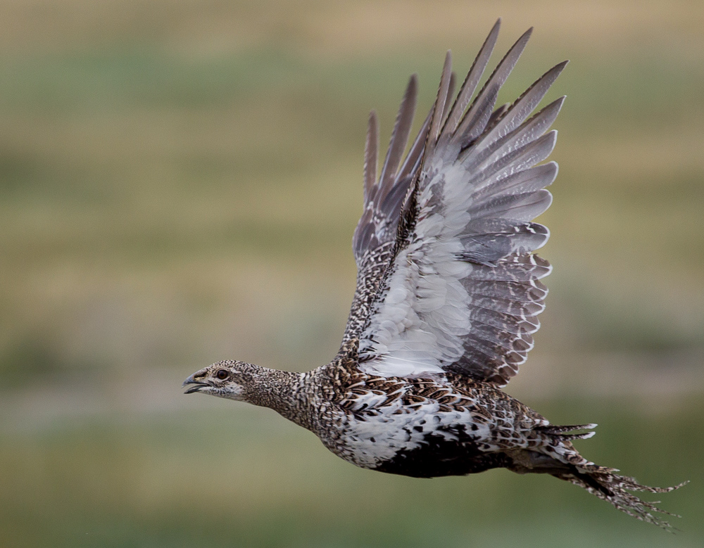 Greater Sage-Grouse | The Audubon Birds & Climate Change Report