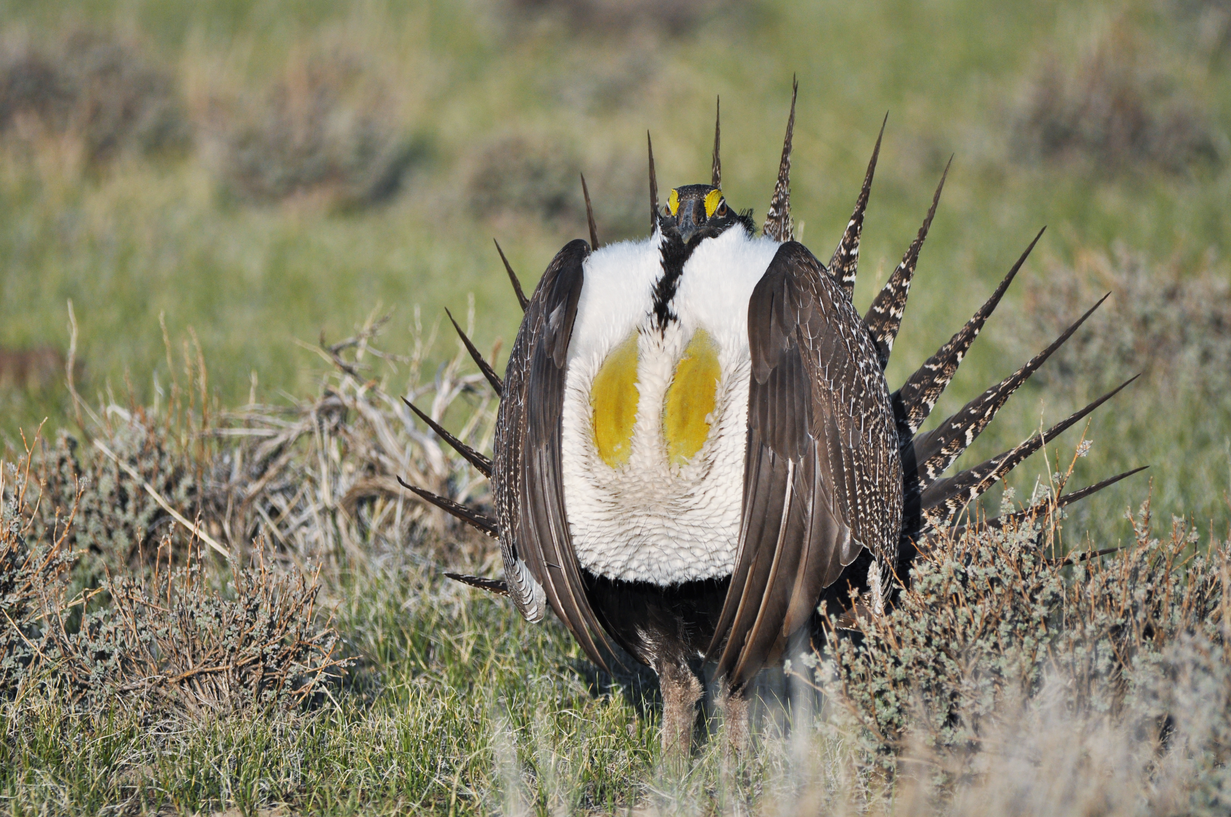 Greater Sage-Grouse | The Audubon Birds & Climate Change Report
