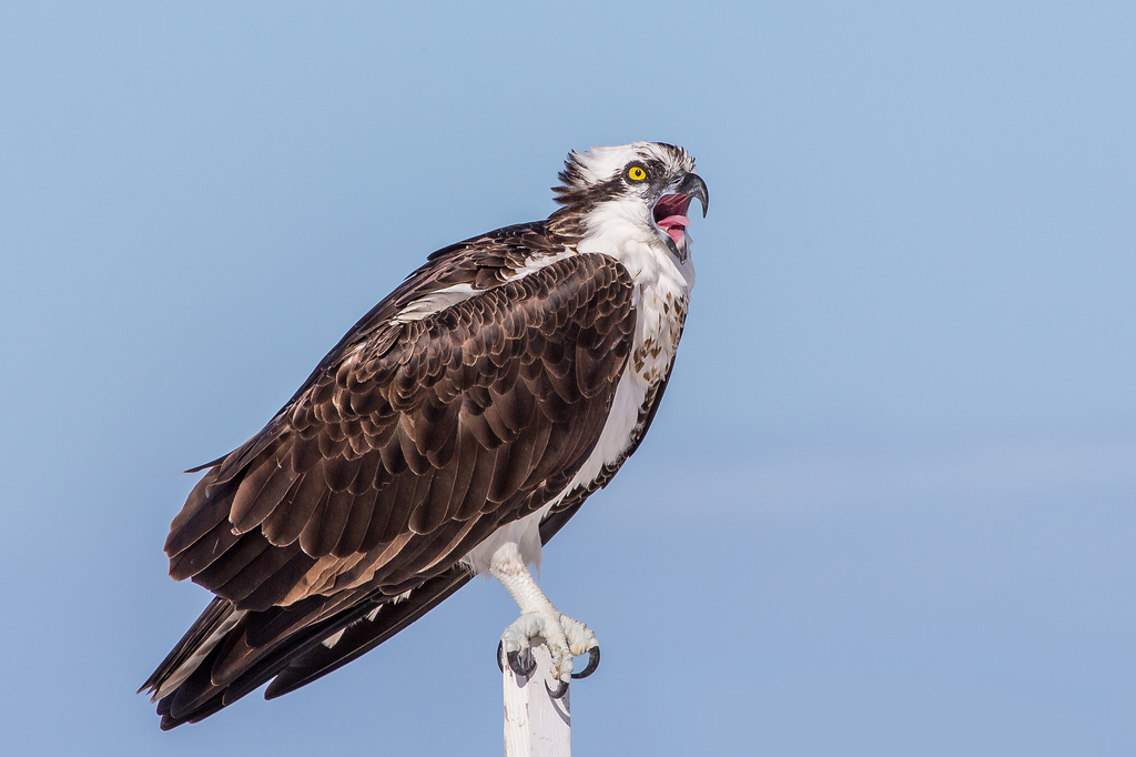 Osprey | The Audubon Birds & Climate Change Report