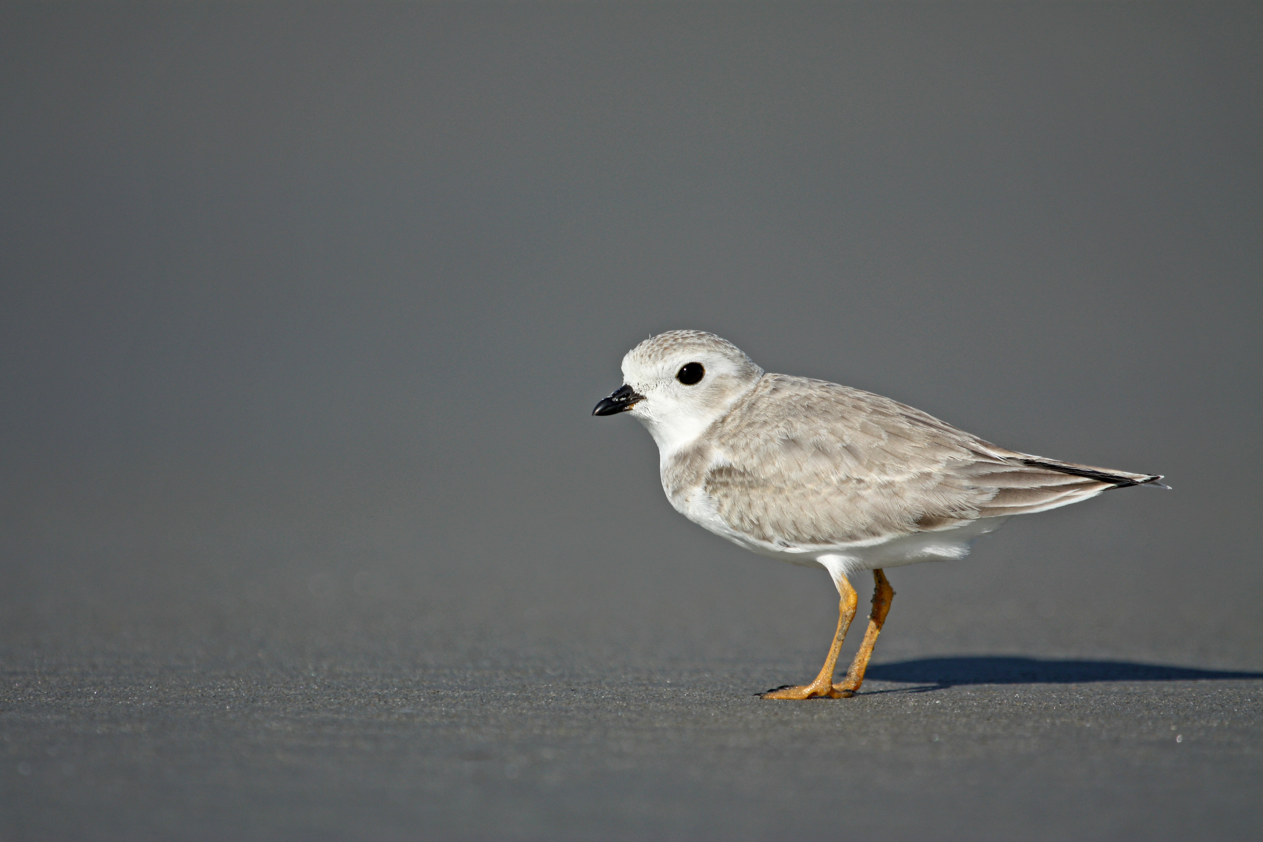 Piping Plover | The Audubon Birds & Climate Change Report