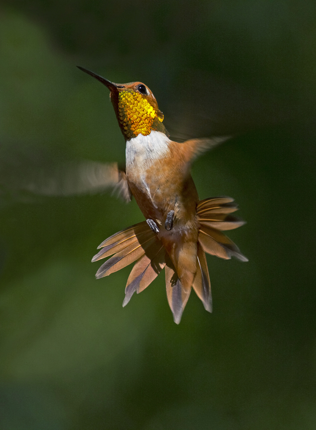 Rufous Hummingbird | The Audubon Birds & Climate Change Report
