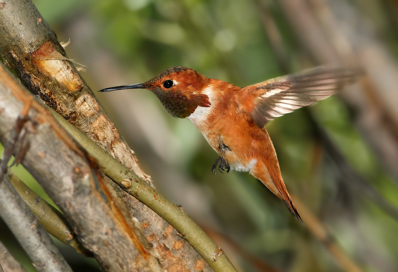 Rufous Hummingbird | The Audubon Birds & Climate Change Report