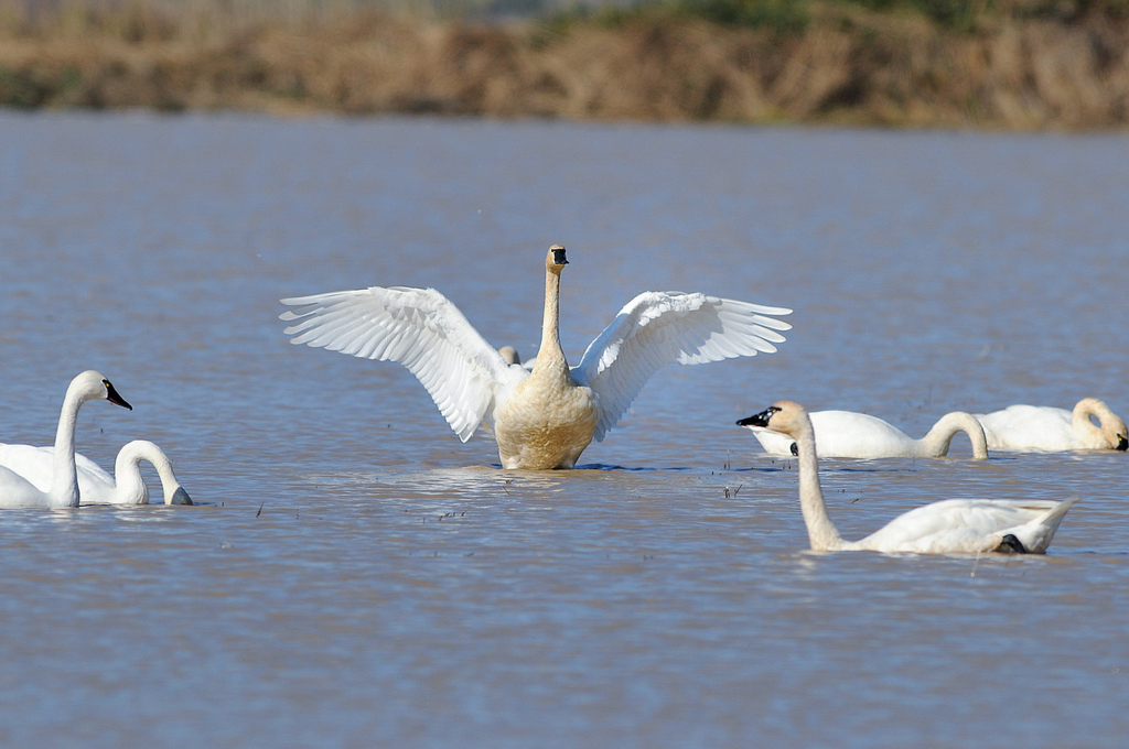 Tundra Swan | The Audubon Birds & Climate Change Report