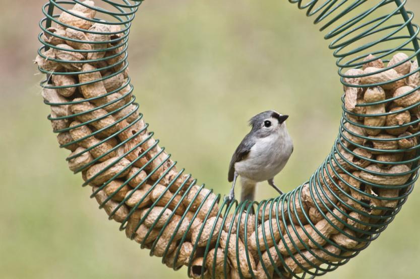 What You Can Do To Help Protect Birds | The Audubon Birds & Climate ...