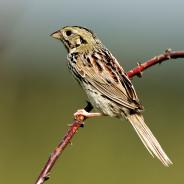 Henslow's Sparrow | The Audubon Birds & Climate Change Report