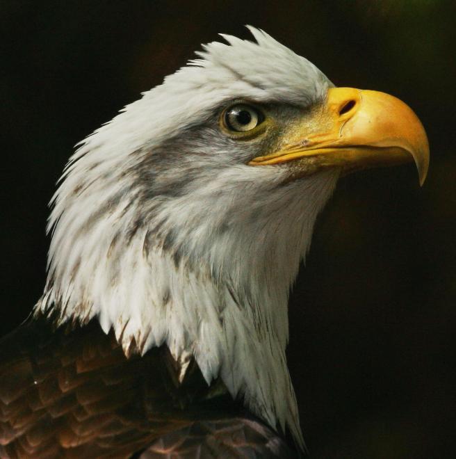 Bald Eagle Audubon Field Guide View Bald Eagles On The Arkansas River