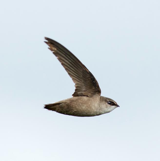 Vaux's Swift | The Audubon Birds & Climate Change Report