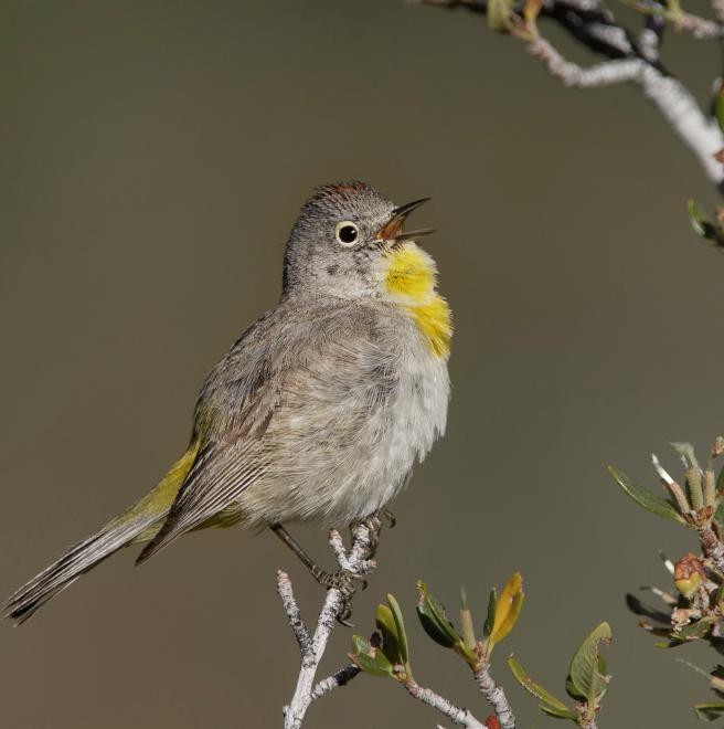 Virginia's Warbler | The Audubon Birds & Climate Change Report